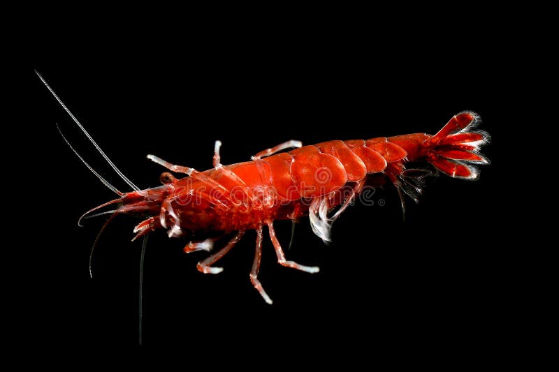 Crevette rouge de cerise image stock. Image du sous, arthropode - 59129605