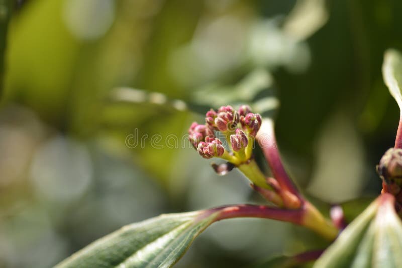 Davids viburnum stock image. Image of davidii, outdoors - 258131997