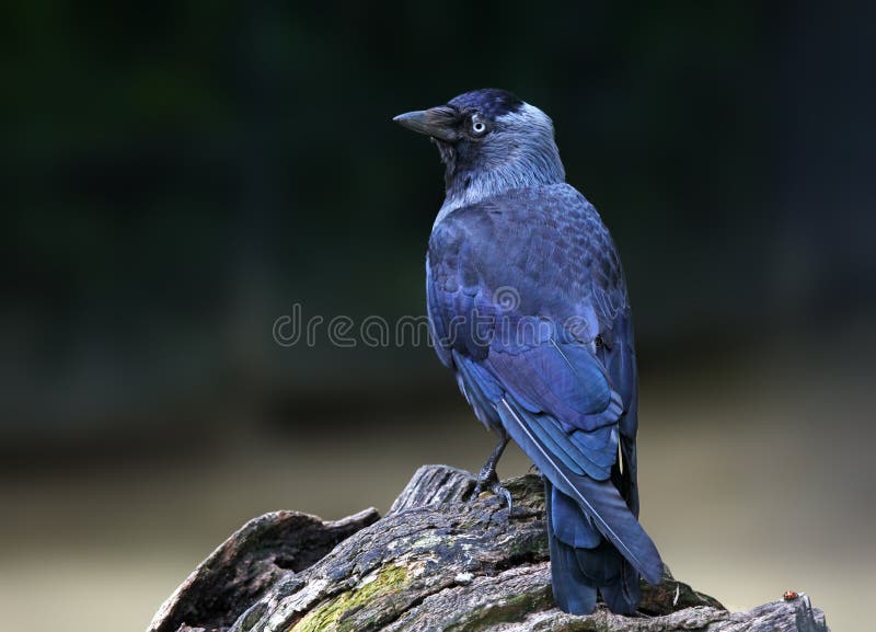 Daw , bird stock photo. Image of posing, monedula, black - 10414942