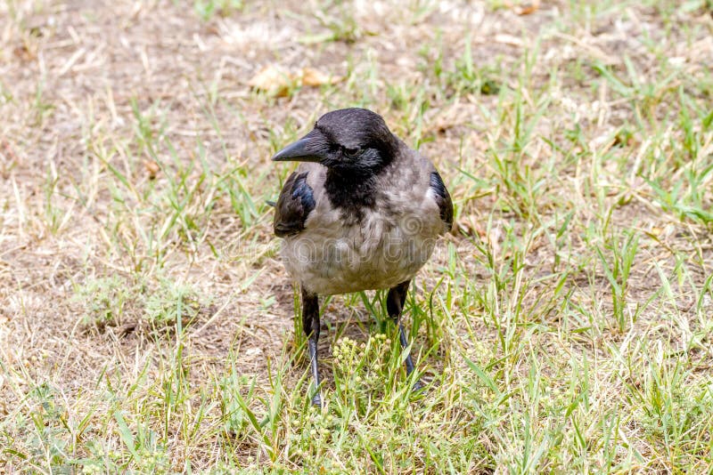 Daw Bird Walking in a Meadow Stock Image - Image of meadow, walking ...