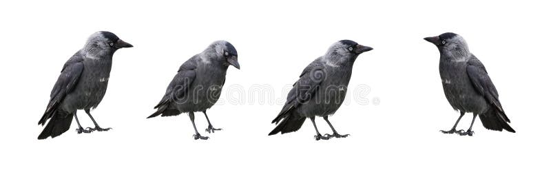 Daw Stock Illustrations – 494 Daw Stock Illustrations, Vectors ...