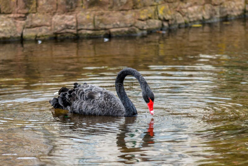 Dawlish Black swan stock photo. Image of neck, england - 199428624