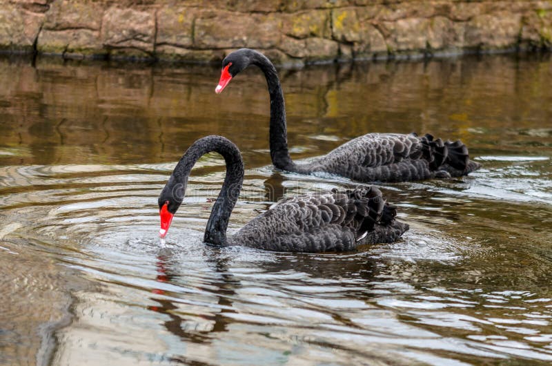 Dawlish Black swan stock photo. Image of neck, england - 199428624