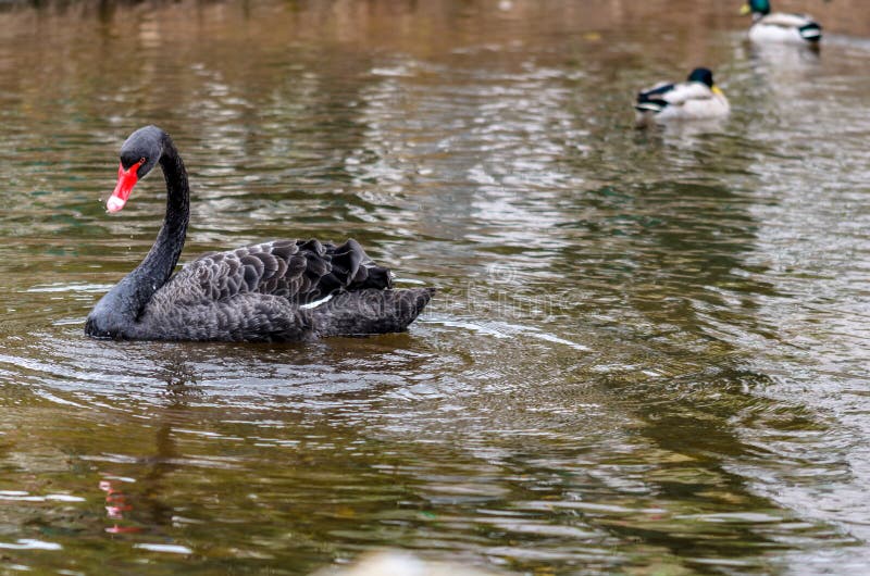 Dawlish Black swan stock photo. Image of brook, river - 199428774