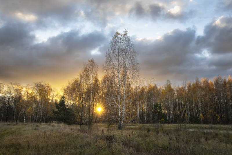 Dawn in the Autumn Forest in Autumn. Stock Image - Image of color ...