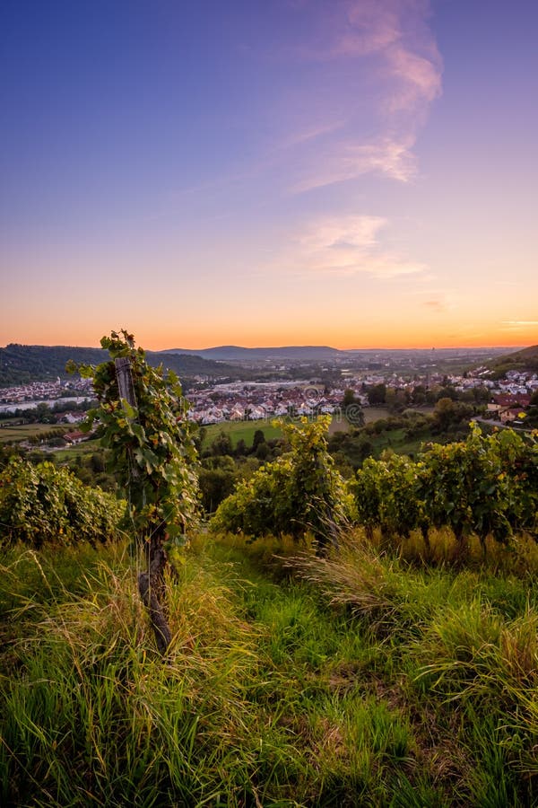 Dawn Blue Hour in Vineyard Portrait Format Stock Photo - Image of ...