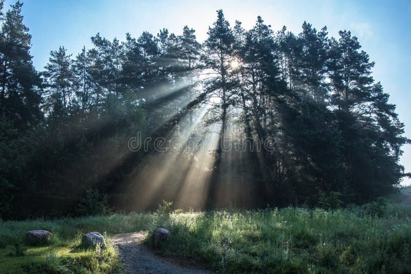 The Dawn Breaks through the Forest with Its Rays Stock Photo - Image of landscape, plant: 361266906