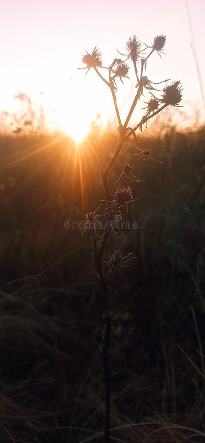 Dawn in the field stock photo. Image of reflection, dawn - 229957566