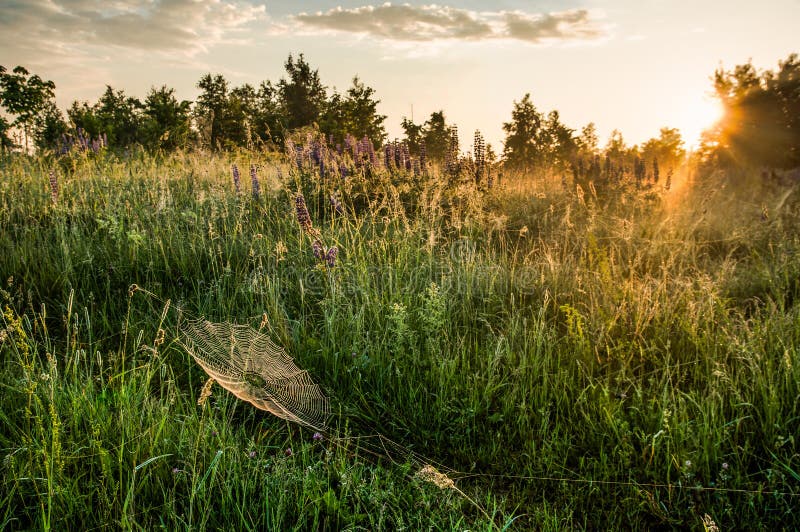Landscape, Sunny Dawn With Road And Fisher Stock Photo - Image of lush ...