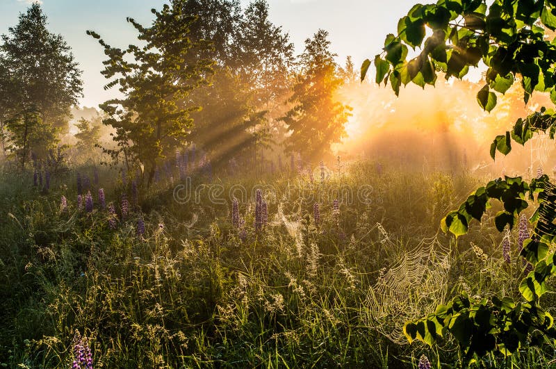 Strigaroman - Photographer profile