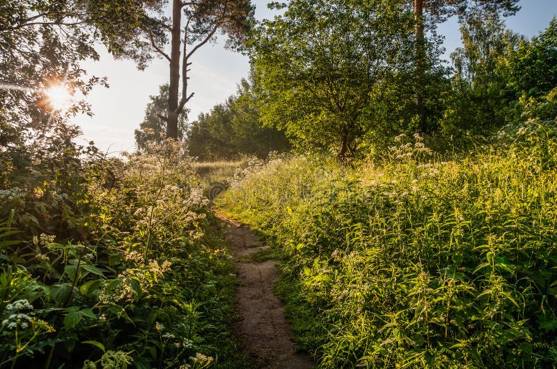 Landscape, Sunny Dawn With Road And Fisher Stock Photo - Image of lush ...