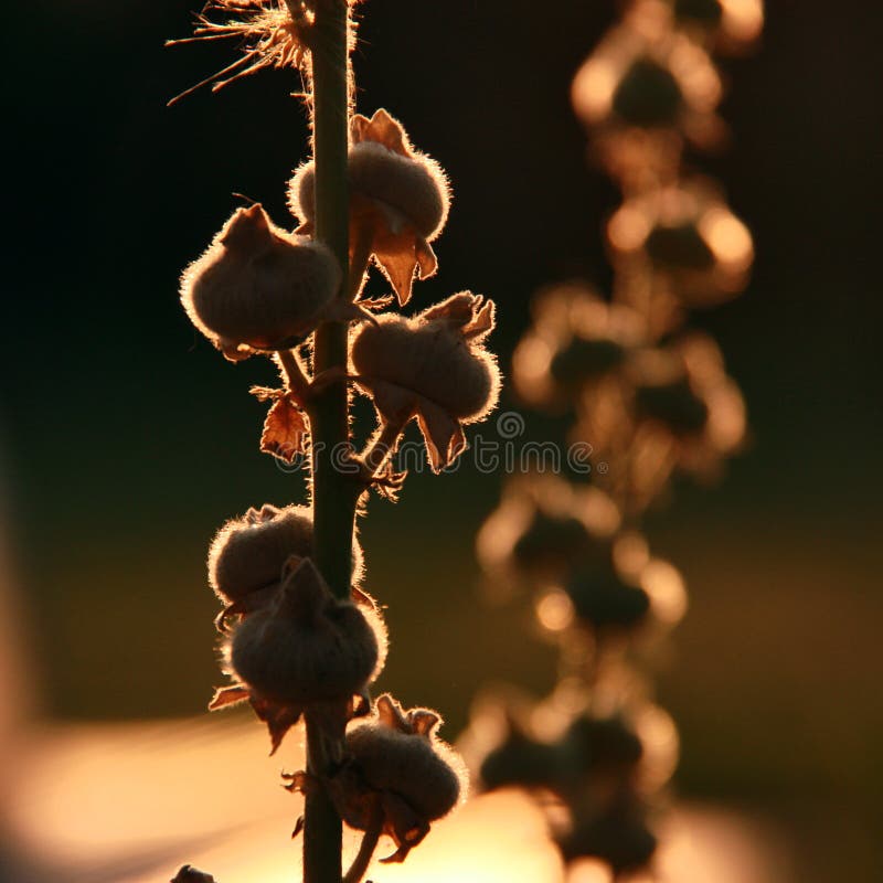 Dawn stock photo. Image of summer, footstalk, sunlight - 46098520