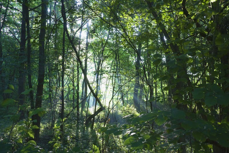 Dawn in the forest stock image. Image of morning, foliage - 12556651