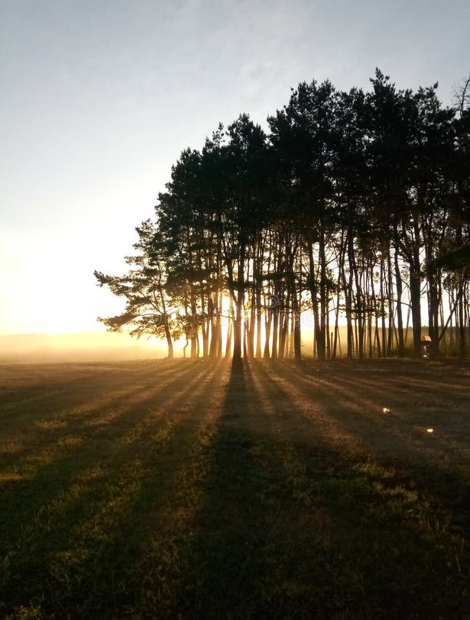 Dawn in the forest stock image. Image of horizon, light - 183572089
