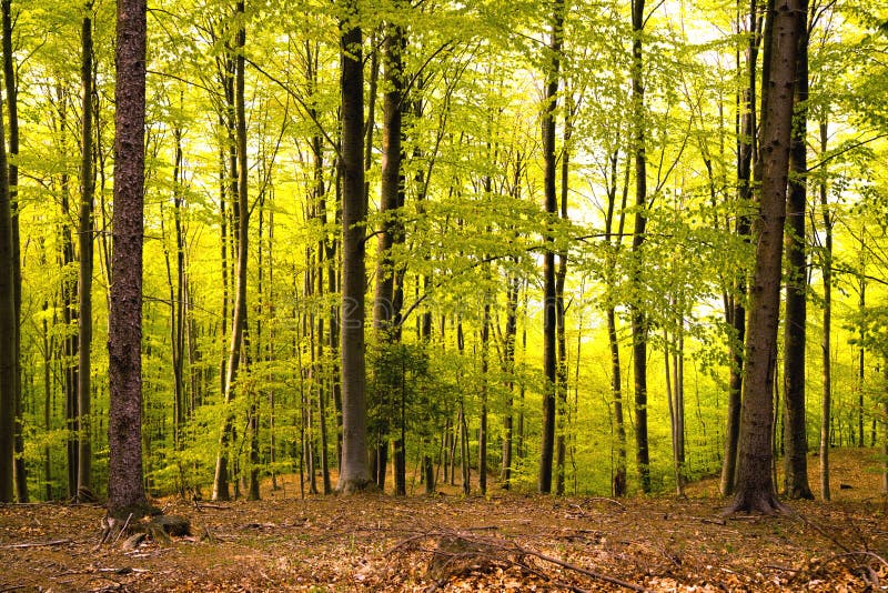 Dawn in forest stock photo. Image of dawn, warm, peaceful - 5094446