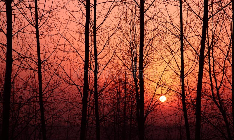 Dawn of forest stock image. Image of sunrise, beautiful - 7495151
