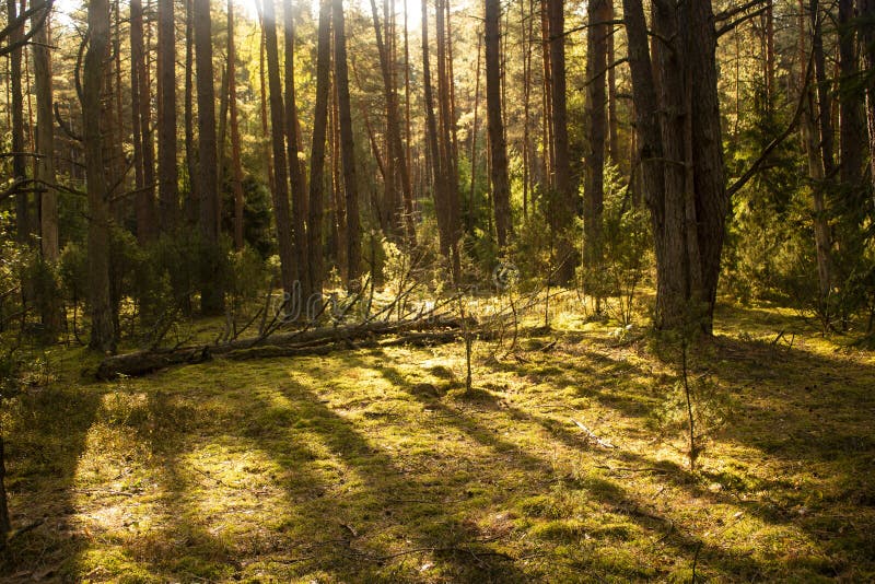 Dawn in the forest stock photo. Image of plant, branch - 195111484