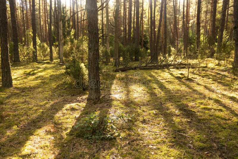Dawn in the forest stock image. Image of green, forest - 195111647