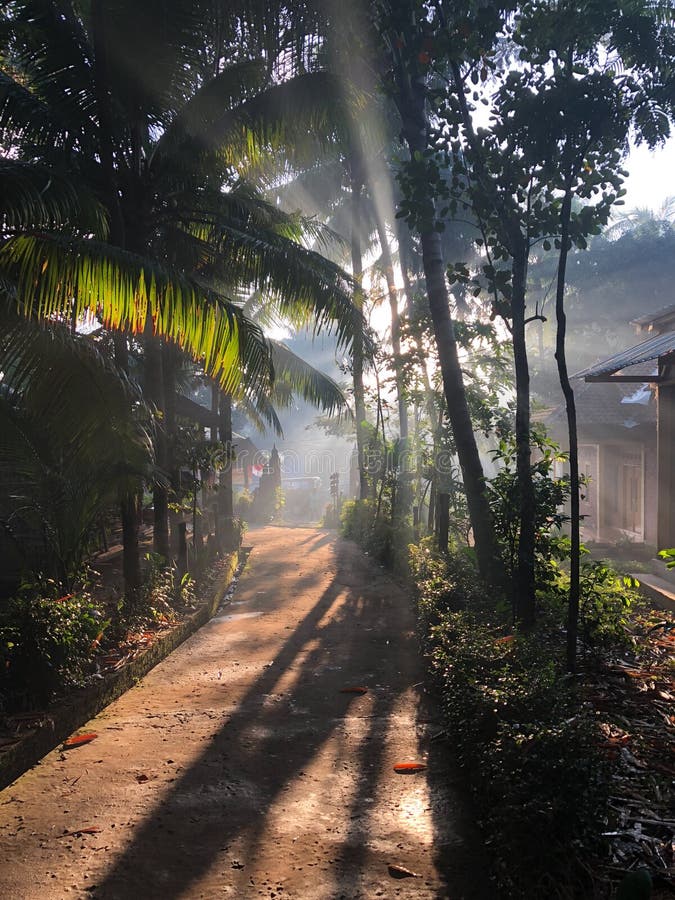 Dawn in forest stock photo. Image of dawn, warm, peaceful - 5094446