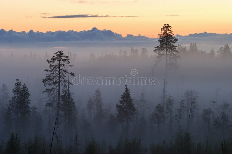 Dawn in a forest stock image. Image of area, sunset, shadow - 39664487