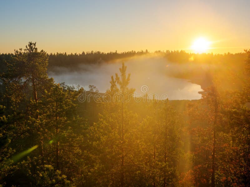 Dawn in the forest stock photo. Image of weather, trunk - 155781738