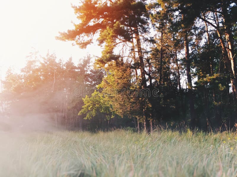 Dawn in the forest stock photo. Image of forest, woods - 58037976