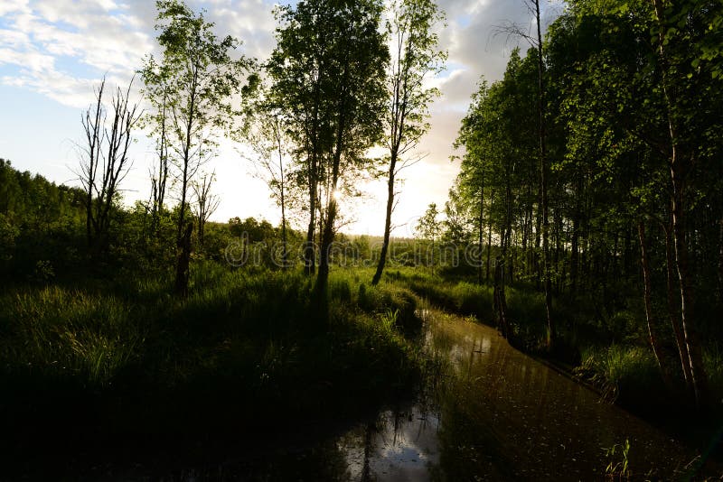 Dawn on the Forest River the Sun Shines between the Branches of a Tree ...