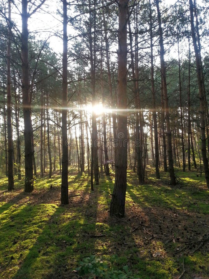Dawn in the forest stock photo. Image of forest, trees - 48867258