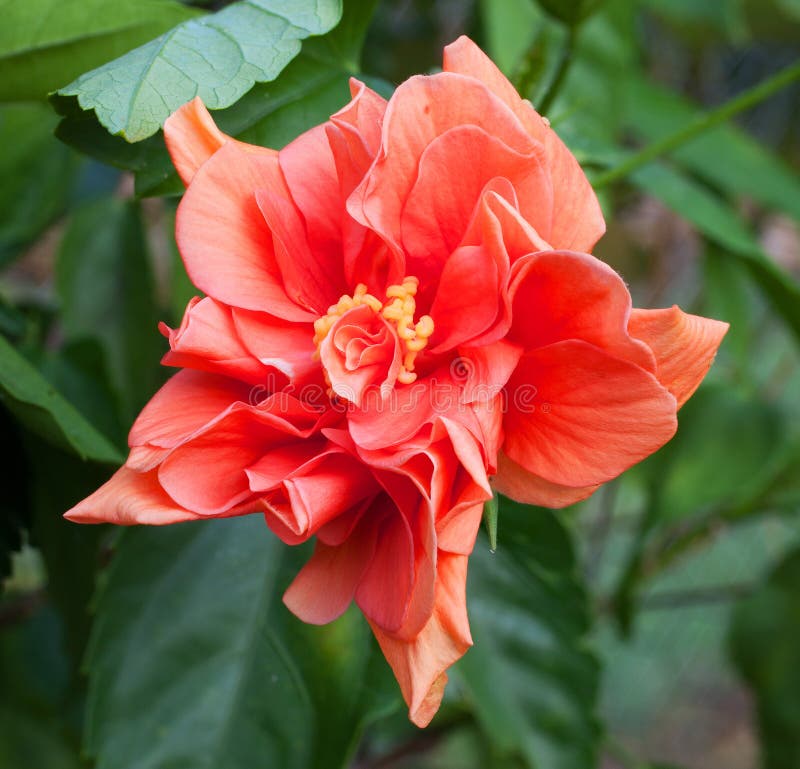 Dawn hibiscus stock image. Image of flora, pink, orange - 43135949