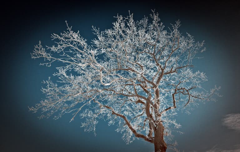 20,241 Hoarfrost Countryside Stock Photos - Free & Royalty-Free Stock ...
