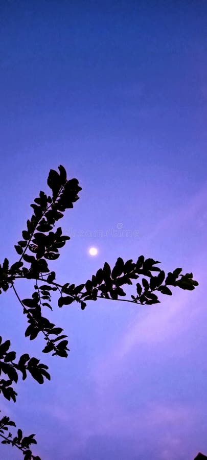 The Dawn, with Its Beautiful Purple Sky, Creates a Soft and Enchanting ...