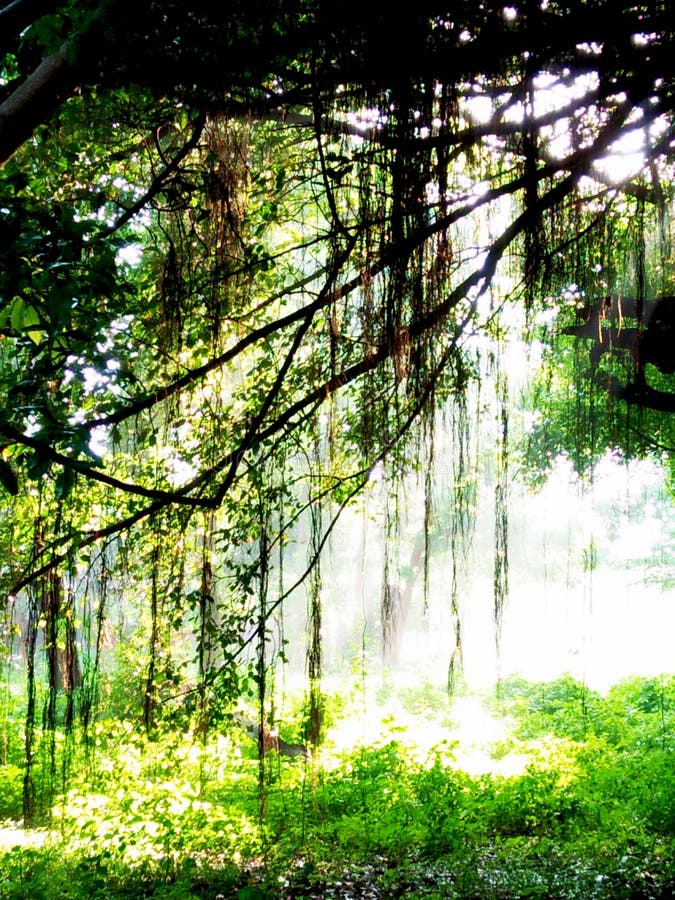 Dawn stock photo. Image of light, jungle, dawn, tree - 99653792