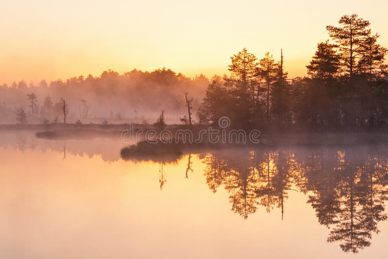 Dawn light at the lake stock photo. Image of scene, marsh - 40567832
