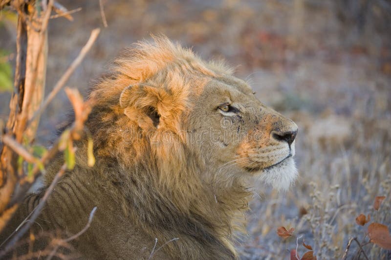 Dawn Lion stock photo. Image of feline, chin, safari - 10793796