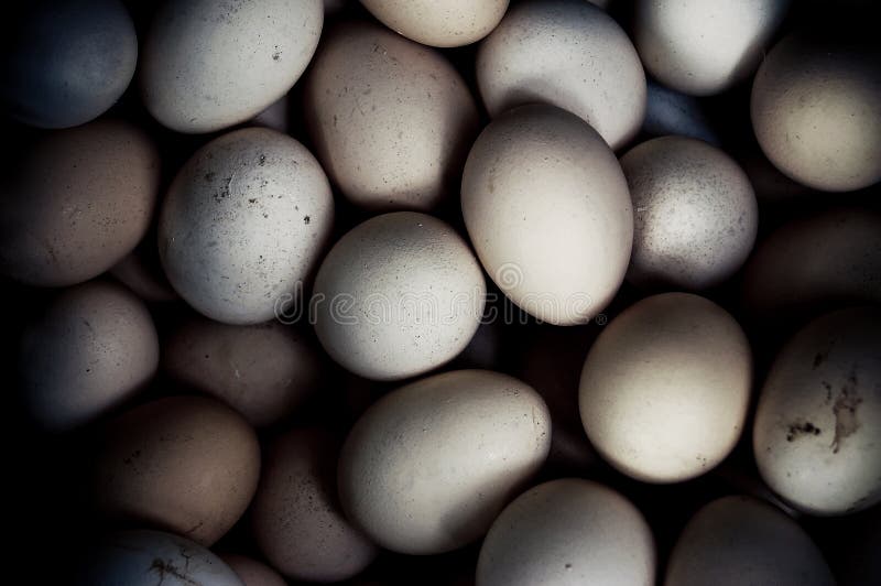 Dawn-lit eggs stock photo. Image of stained, moody, boxed - 3490554