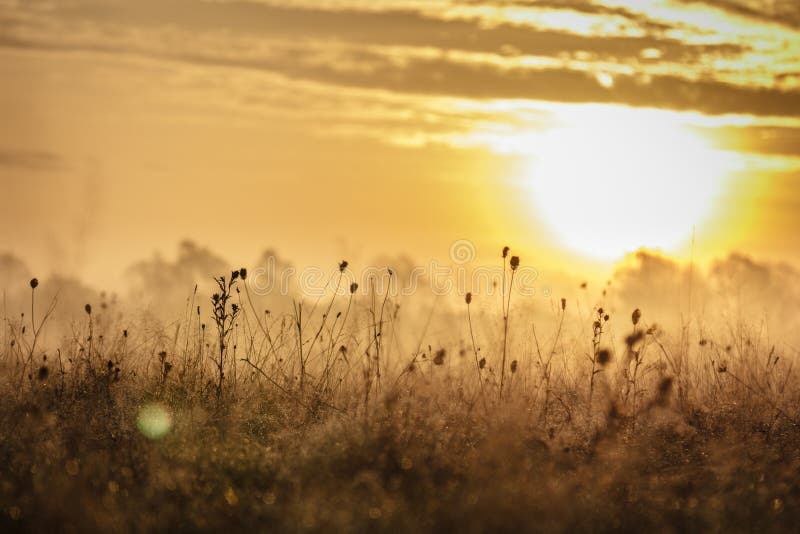 Dawn mist and dry grass stock photo. Image of dawn, river - 34768994