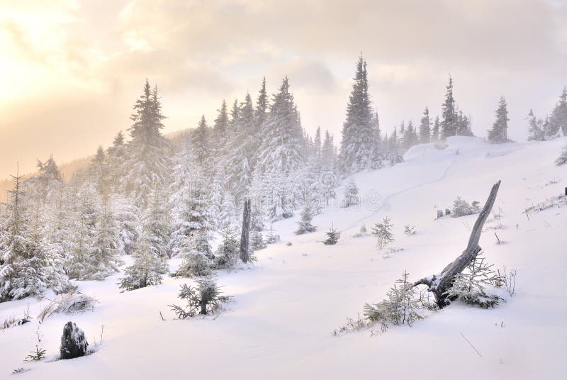 Dawn in mountain on snow stock photo. Image of hoarfrost - 82284584