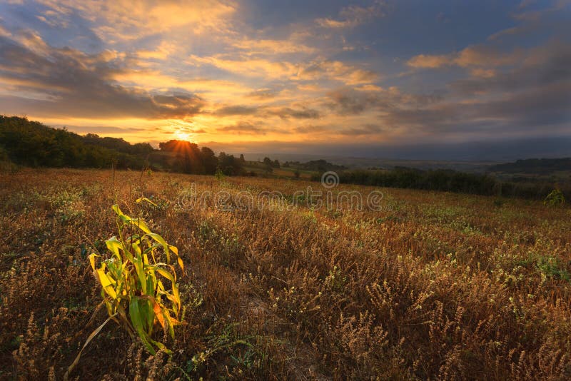 Dawn at the Neglected Agricultural Land Stock Image - Image of grass ...