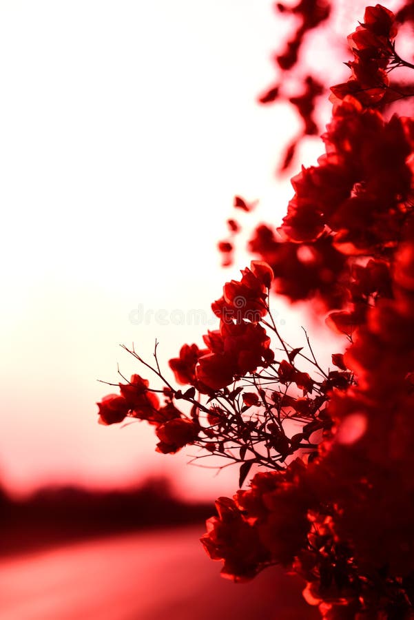 Dawn stock image. Image of garden, colorful, dawn, colors - 45501307