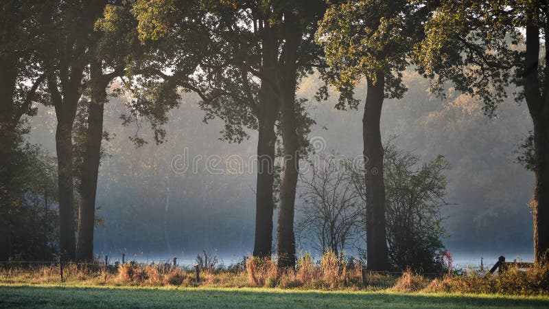 Dawn with Ground Fog and a Oak Tree Lane Stock Image - Image of drenthe ...