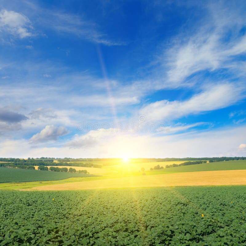 Dawn Over Field with Sprouts Sunflower and Wheat Stock Image - Image of ...