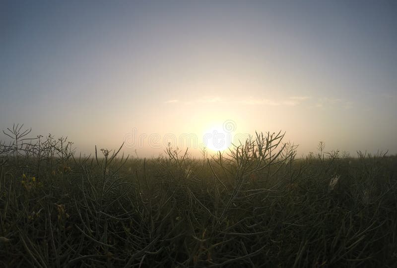 Dawn over the field stock photo. Image of horizontal - 118360512