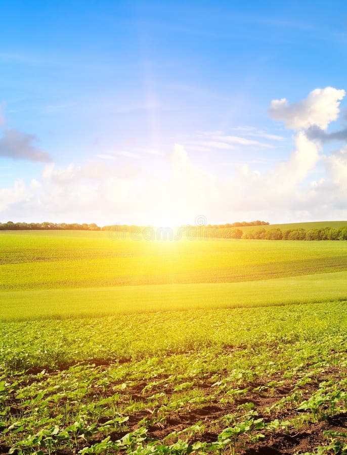 Dawn Over Field with Young Sprouts Sunflower Stock Photo - Image of ...