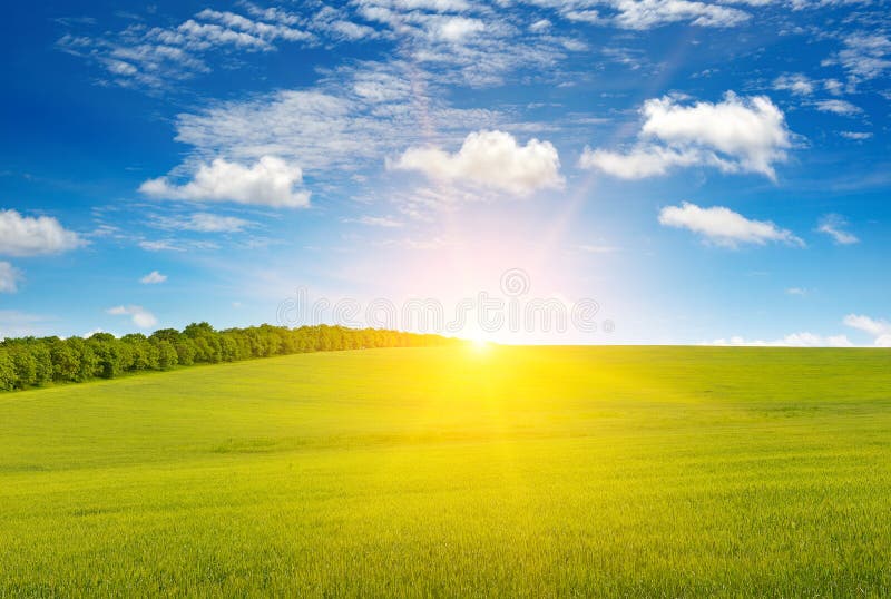 Dawn Over Green Wheat Field and Blue Sky Stock Photo - Image of rural ...
