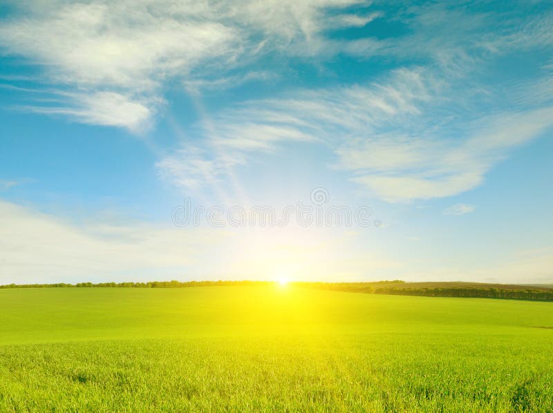 Dawn Over Wheat Field and Bright Blue Sky Stock Image - Image of green ...