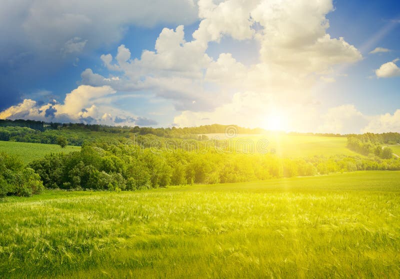 Dawn Over Wheat Field stock photo. Image of morning - 181036262