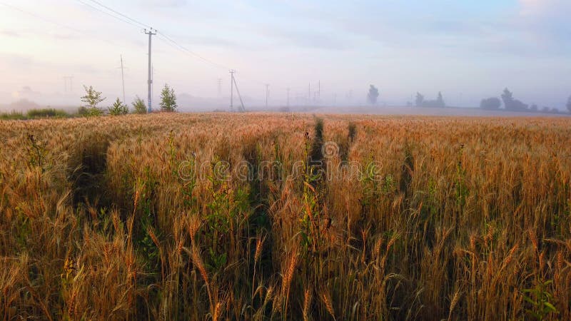 Dawn Over a Wheat Field on a Summer Day Stock Image - Image of nature ...