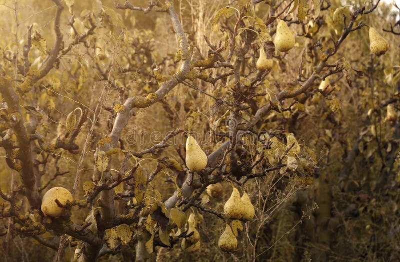 Dawn in the Pear Orchard in Late Autumn Stock Photo - Image of nature ...