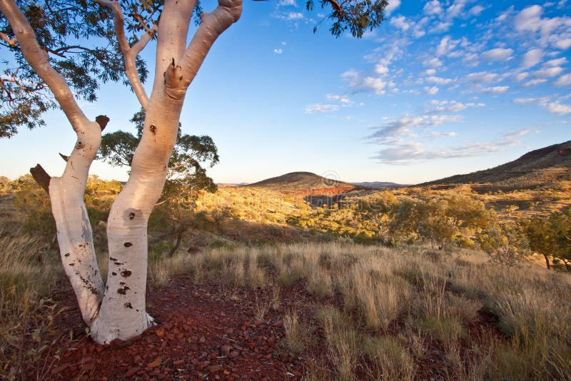 Dawn in the Pilbara stock image. Image of landscape, spinifex - 27314227