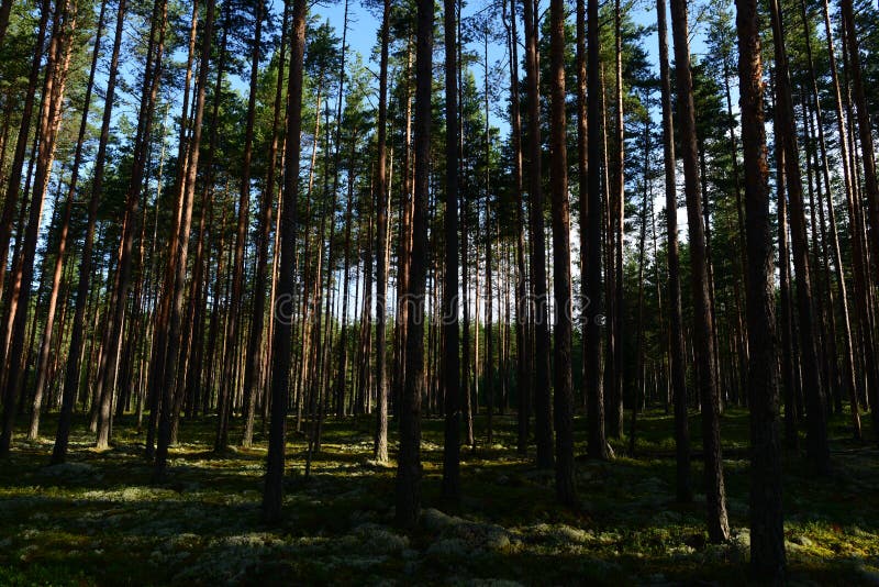 Coniferous Forest Glide Stock Photos - Free & Royalty-Free Stock Photos ...